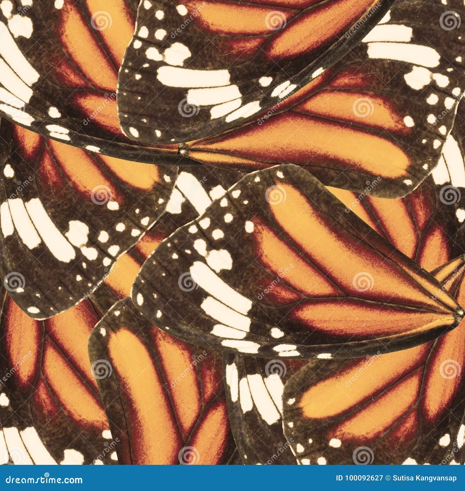 Monarch Butterfly Wing Patterns