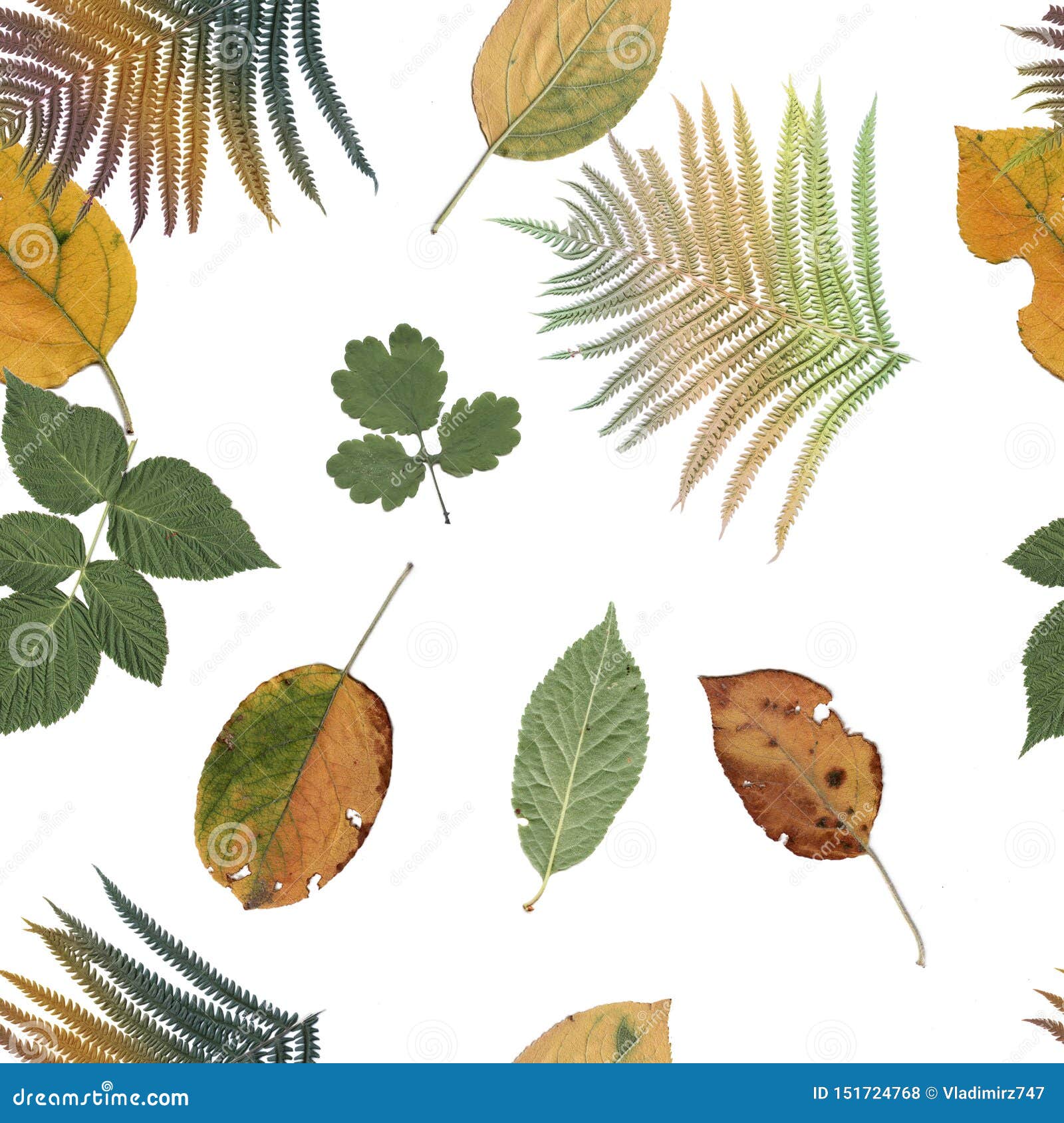 Seamless Pattern of Color Leaves Stock Photo - Image of design, beauty ...