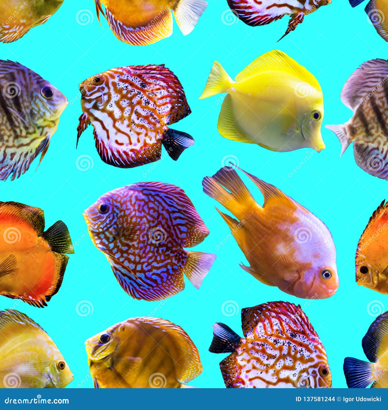 Seamless Pattern. Multi-colored Fishes on a Blue Background. Stock ...