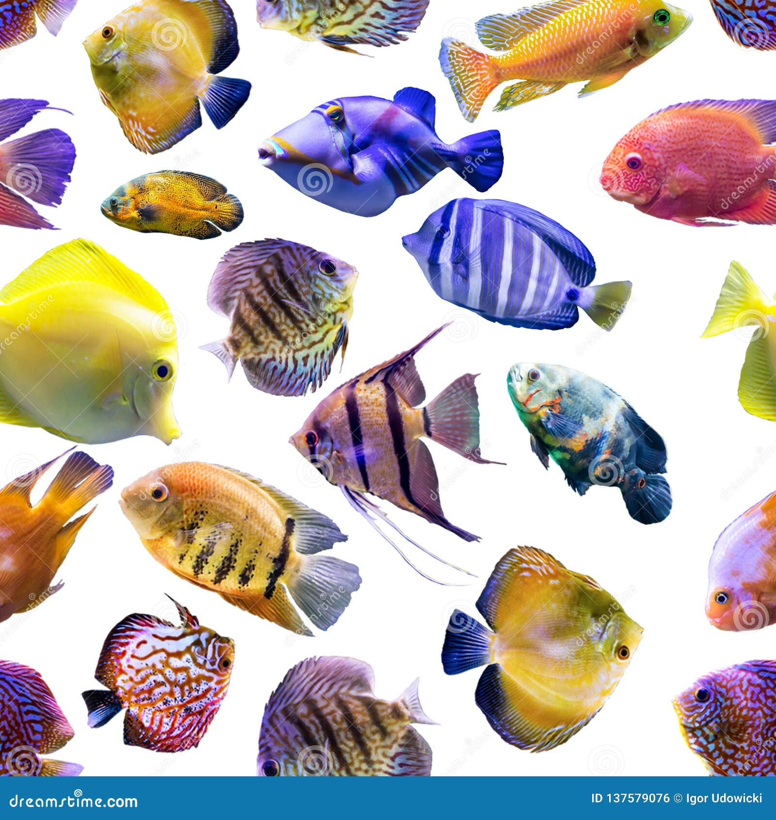 Seamless Pattern. Multi-colored Fishes on a White Background. Stock ...