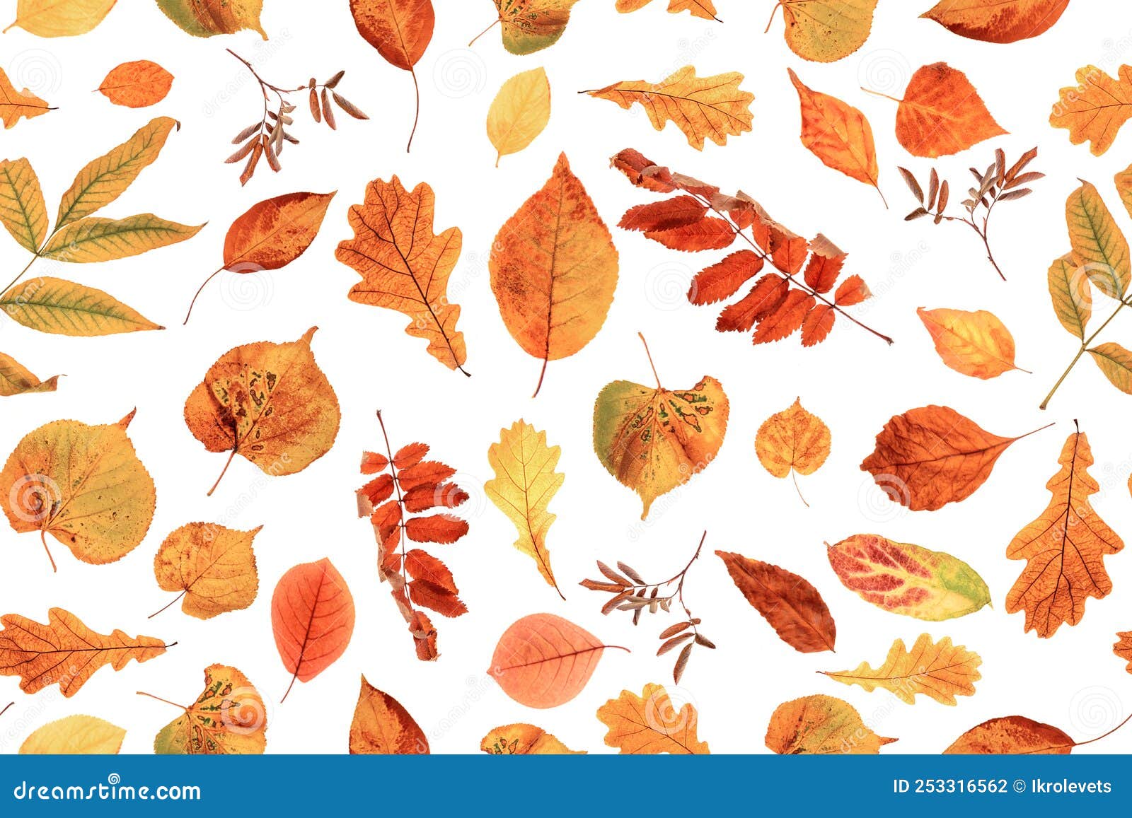 Seamless Pattern of Natural Autumn Leaves on a White Background, As a ...