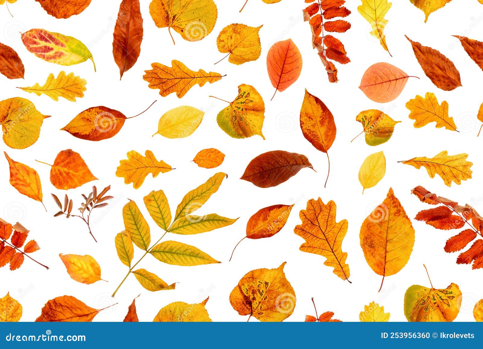 Seamless Pattern of Natural Autumn Leaves on a White Background, As a ...