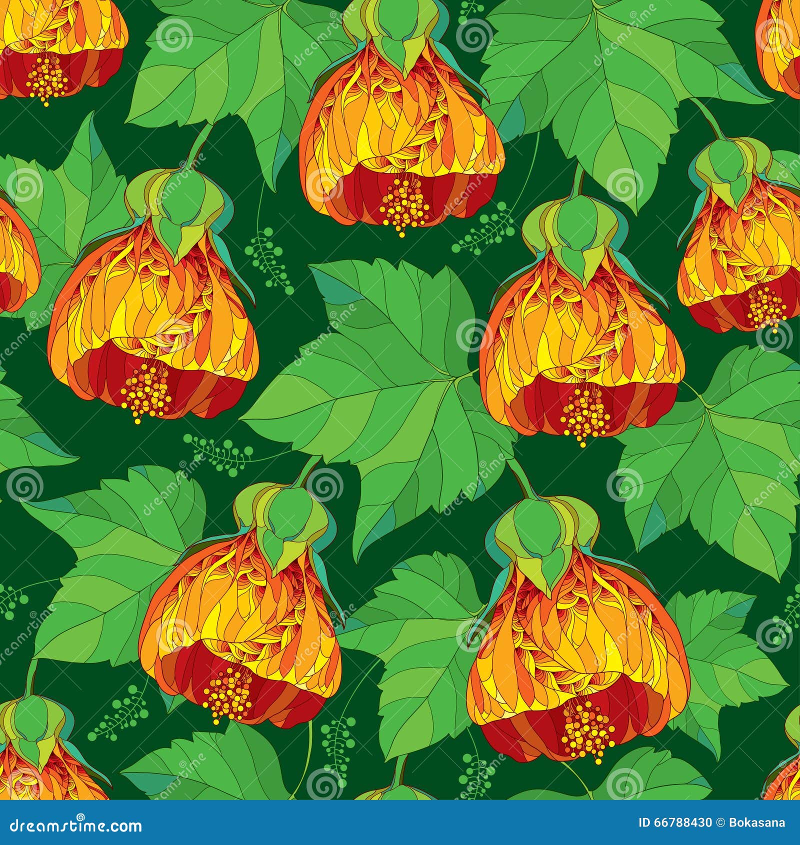 Abutilon Flower Vector Illustration Transparent Background ...