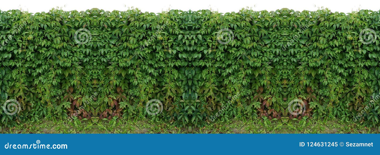 Seamless Pattern Over Horizontal Texture Fence Vine Ivy Isolate Stock ...