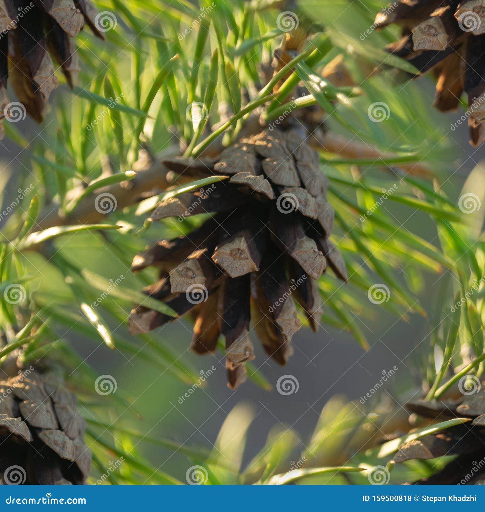 Seamless Pattern Pine Tree Leaves. Pine Tree Needle Leaves Close Up ...