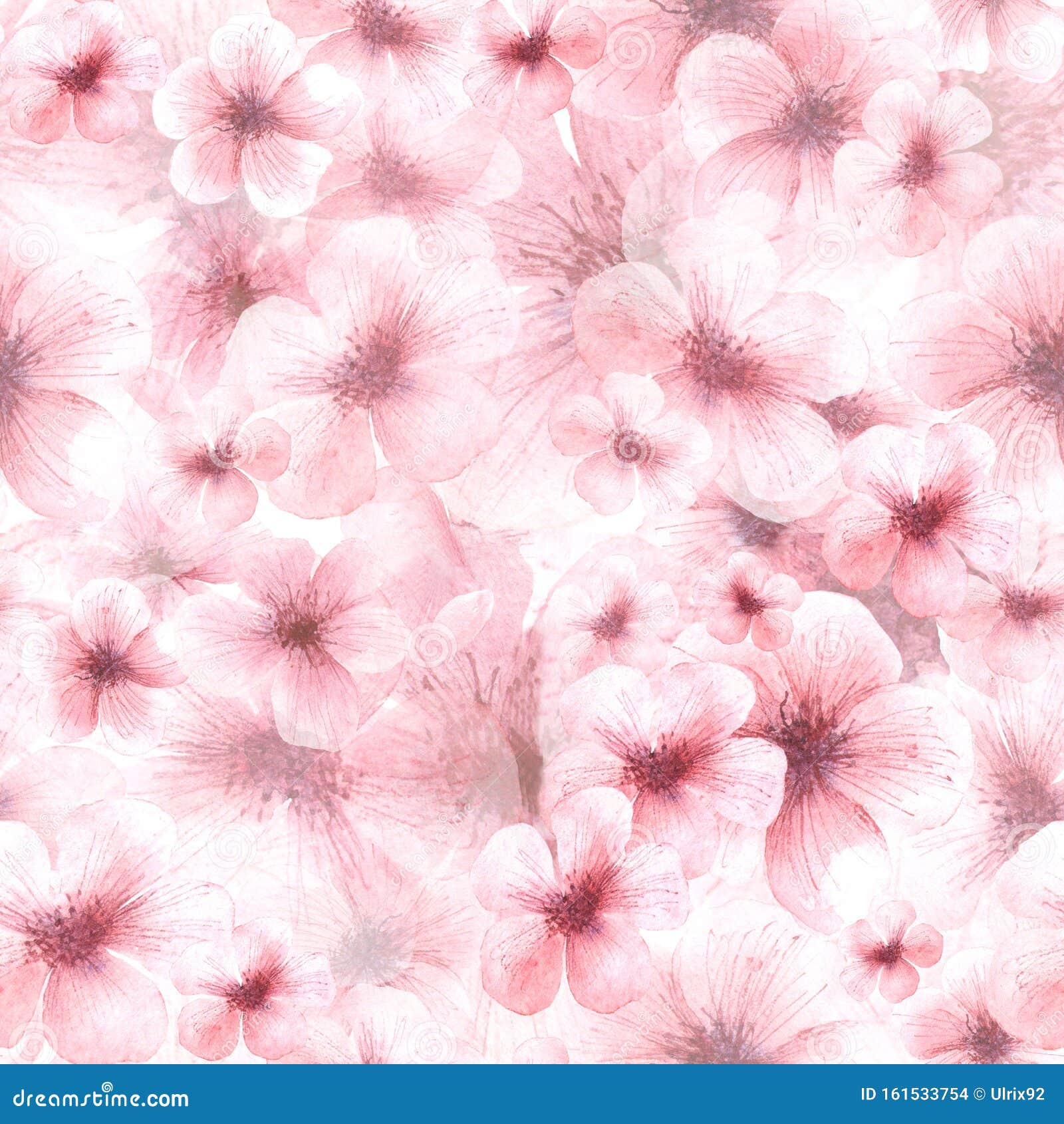 Seamless Pattern. Pink Cherry Blossoms on White Background. Vector ...