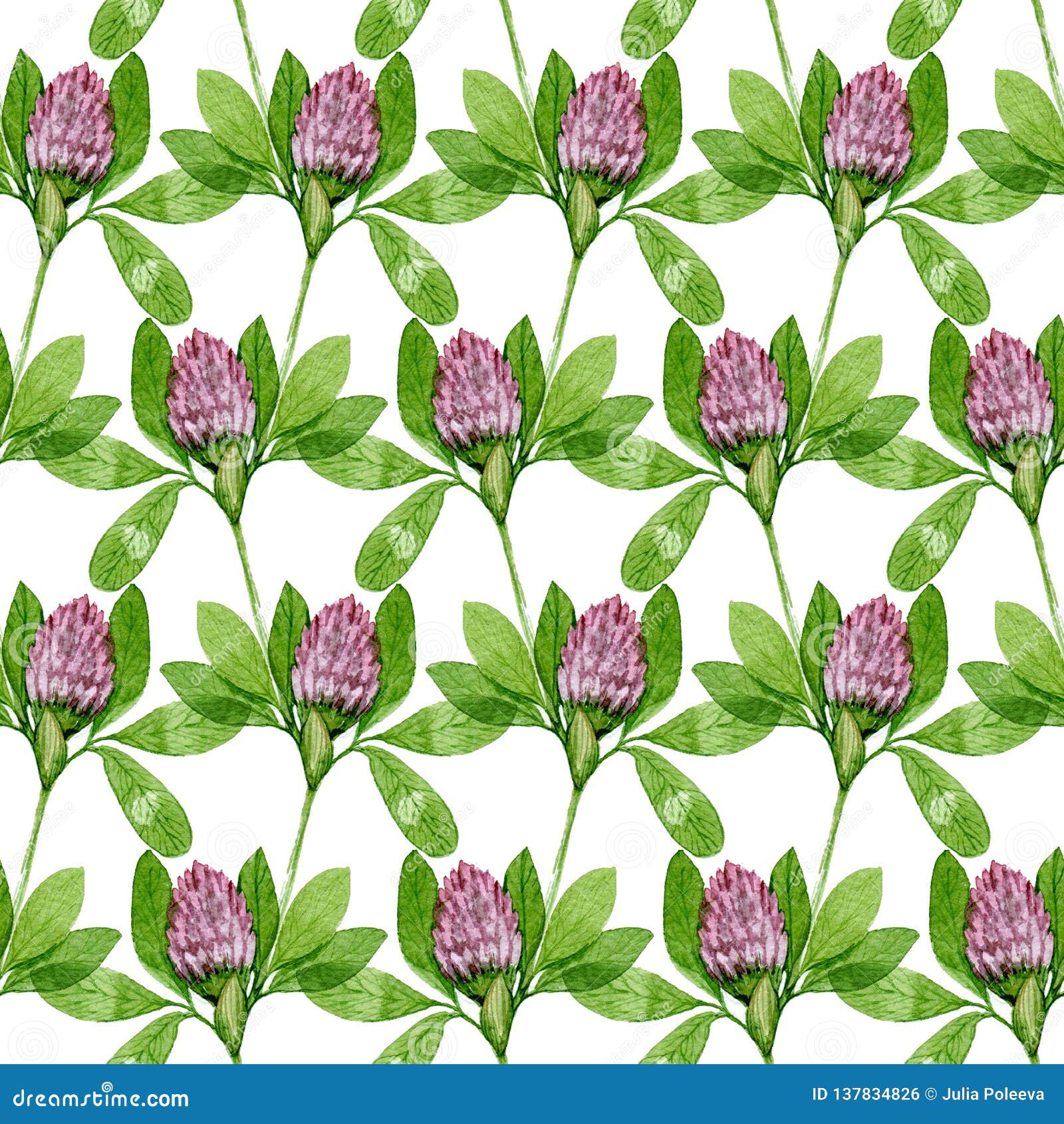 Seamless Pattern of Red Clover. Flower Watercolor Pattern on White ...