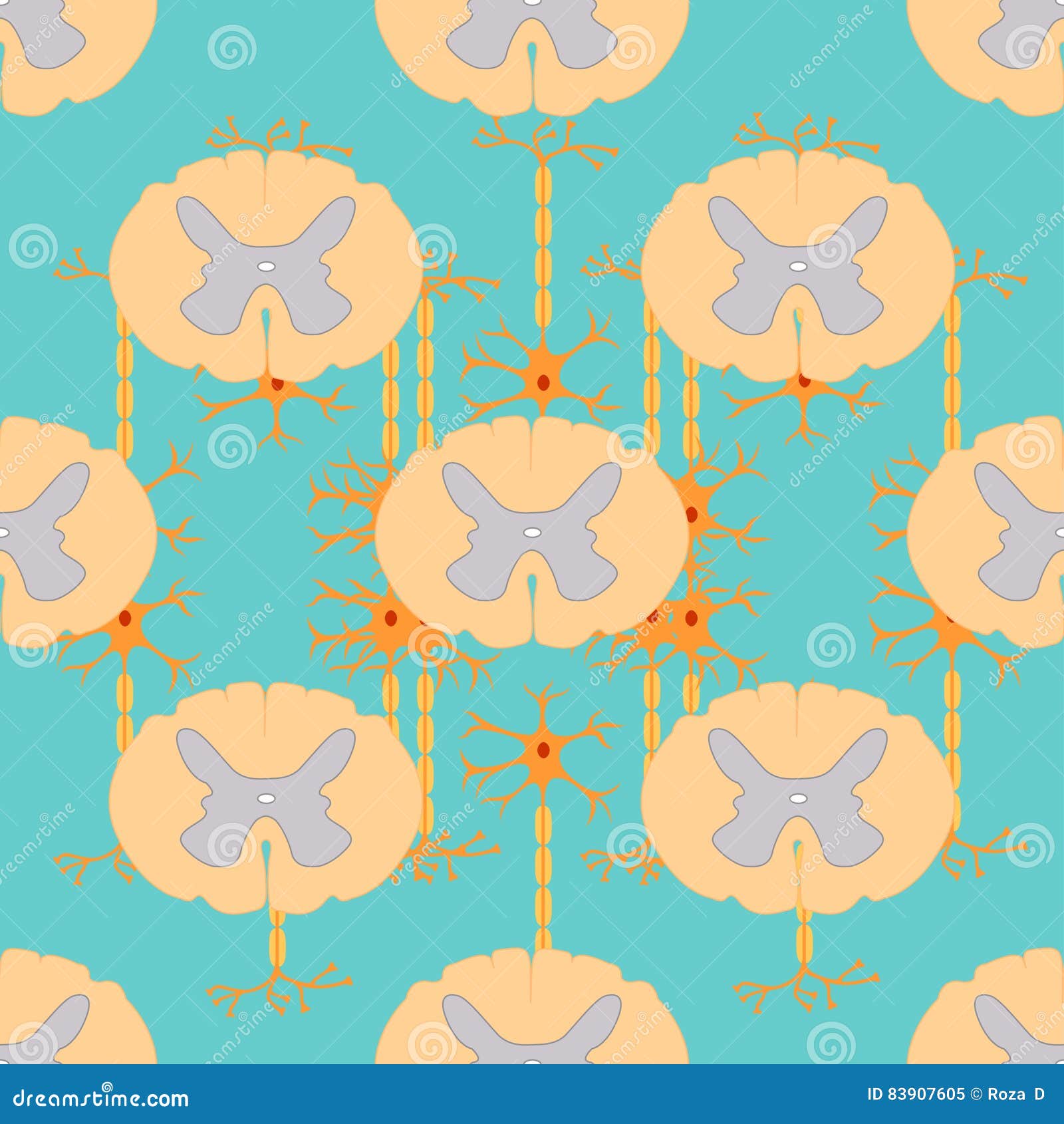 Seamless Pattern Of Spinal Cord Sections And Neurons 02 Cartoon Vector ...