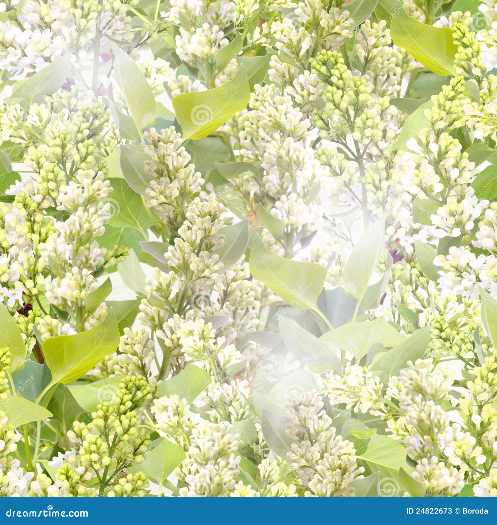 Seamless Pattern of White Lilac Stock Image - Image of floral ...