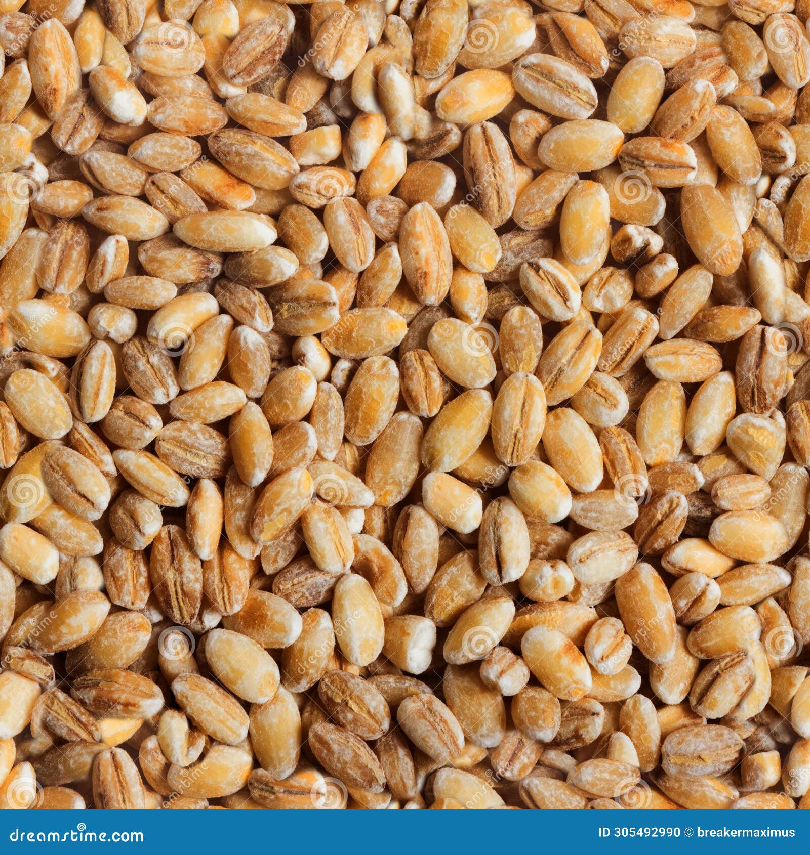 Seamless Photo Texture of Wheat Grain Stock Photo - Image of field ...