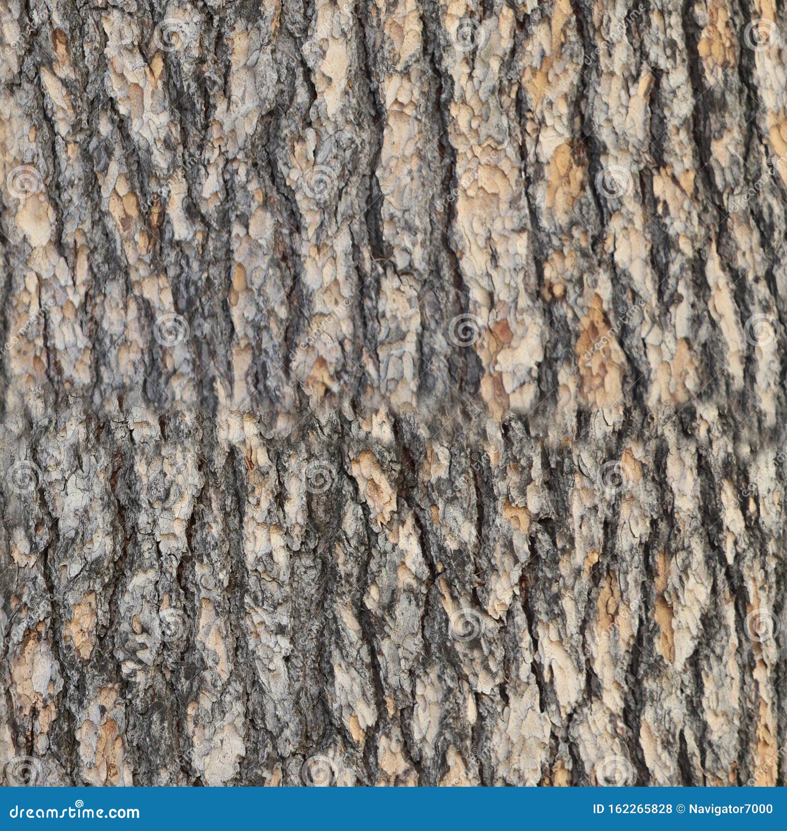 Seamless Pine Tree Bark Texture with Beautiful Pattern Stock Photo ... Seamless Pine Tree Bark Texture with Beautiful Pattern Stock Photo ...