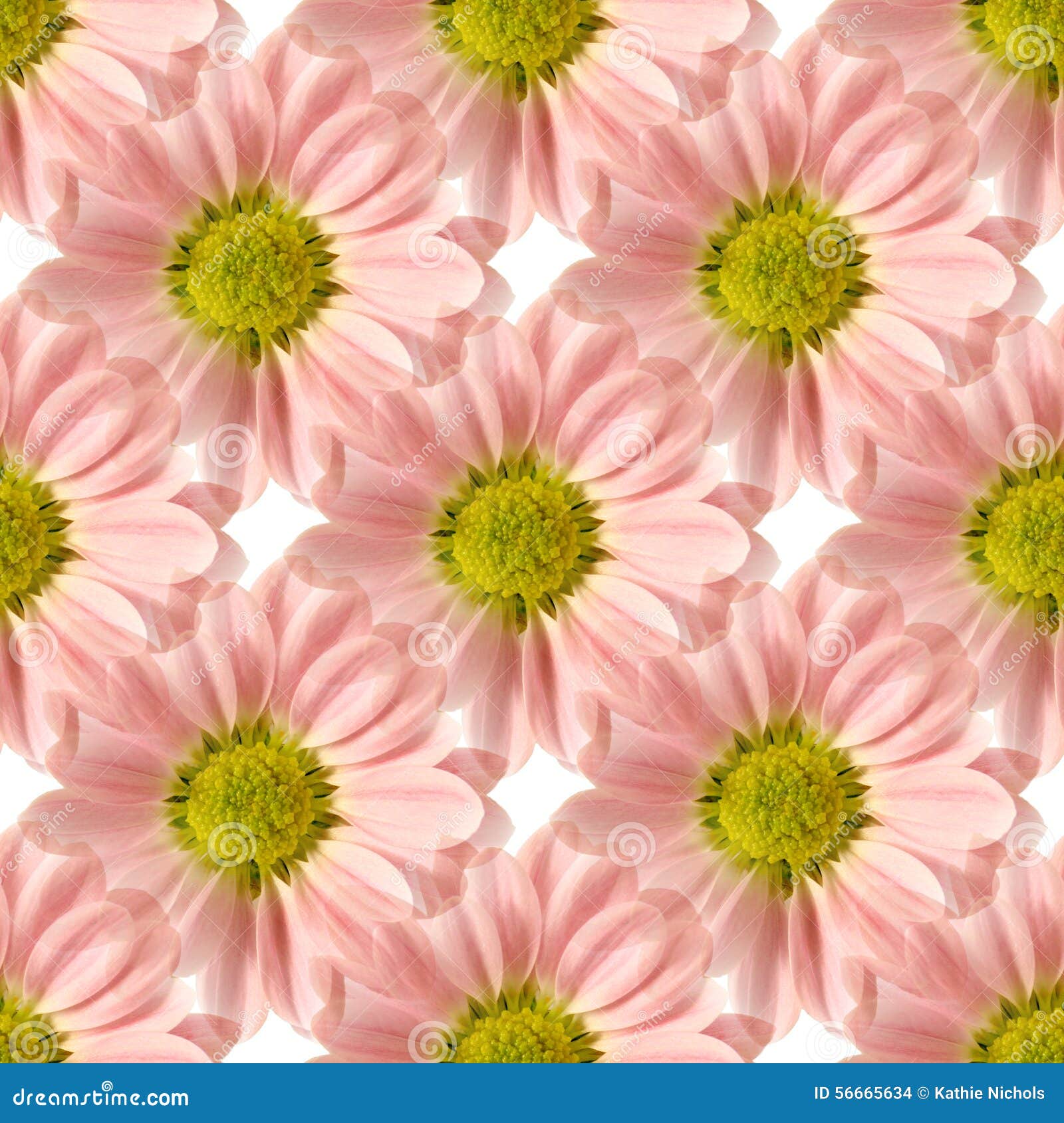 Seamless Pink Daisy Design stock photo. Image of nature - 56665634