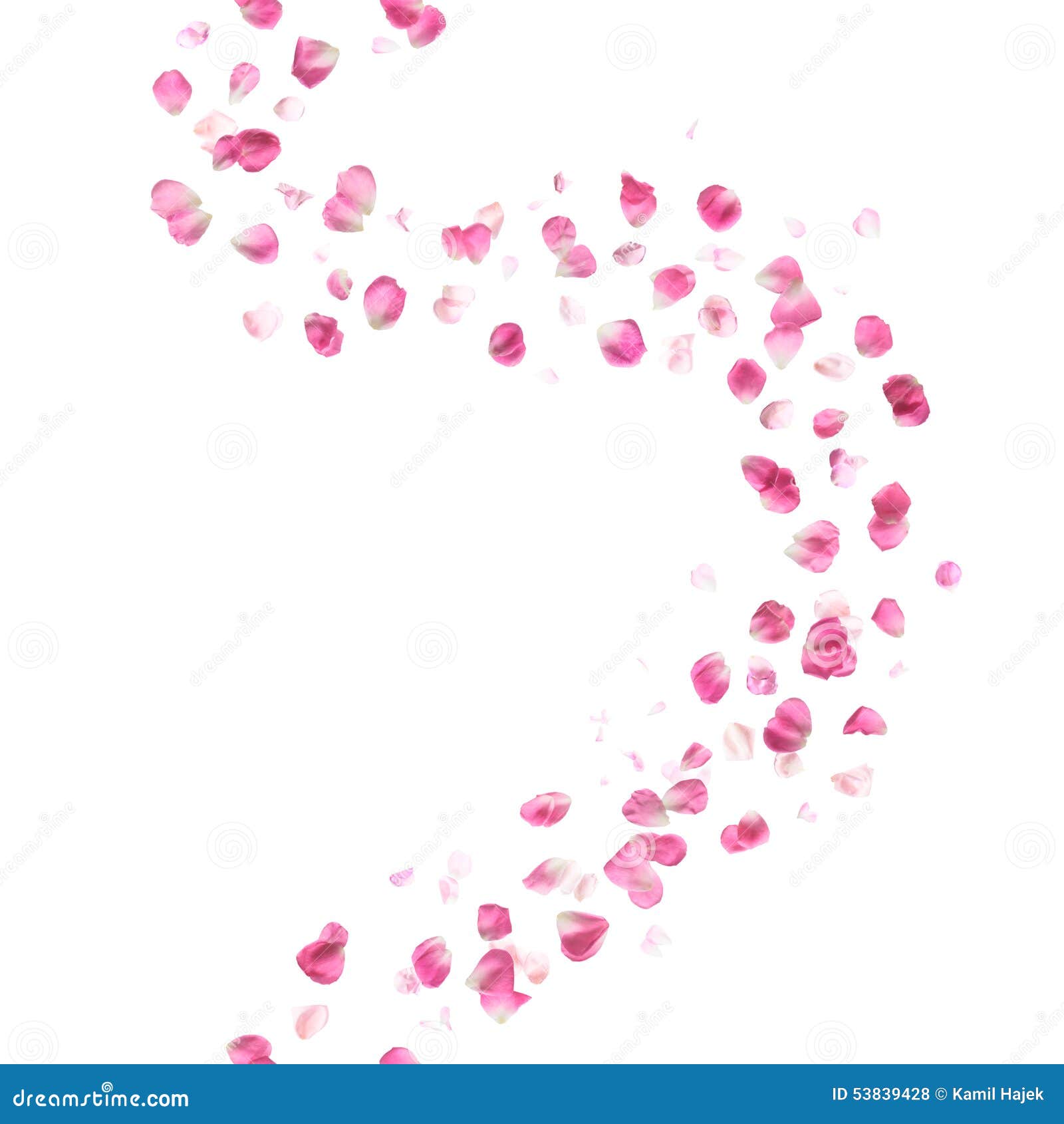 Seamless Pink Rose Petals Pattern Stock Photo - Image of copy, nature ...