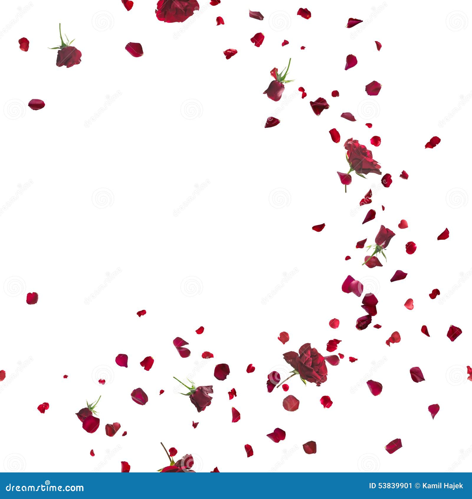 Seamless Red Roses Breeze On White Royalty-Free Stock Photography ...