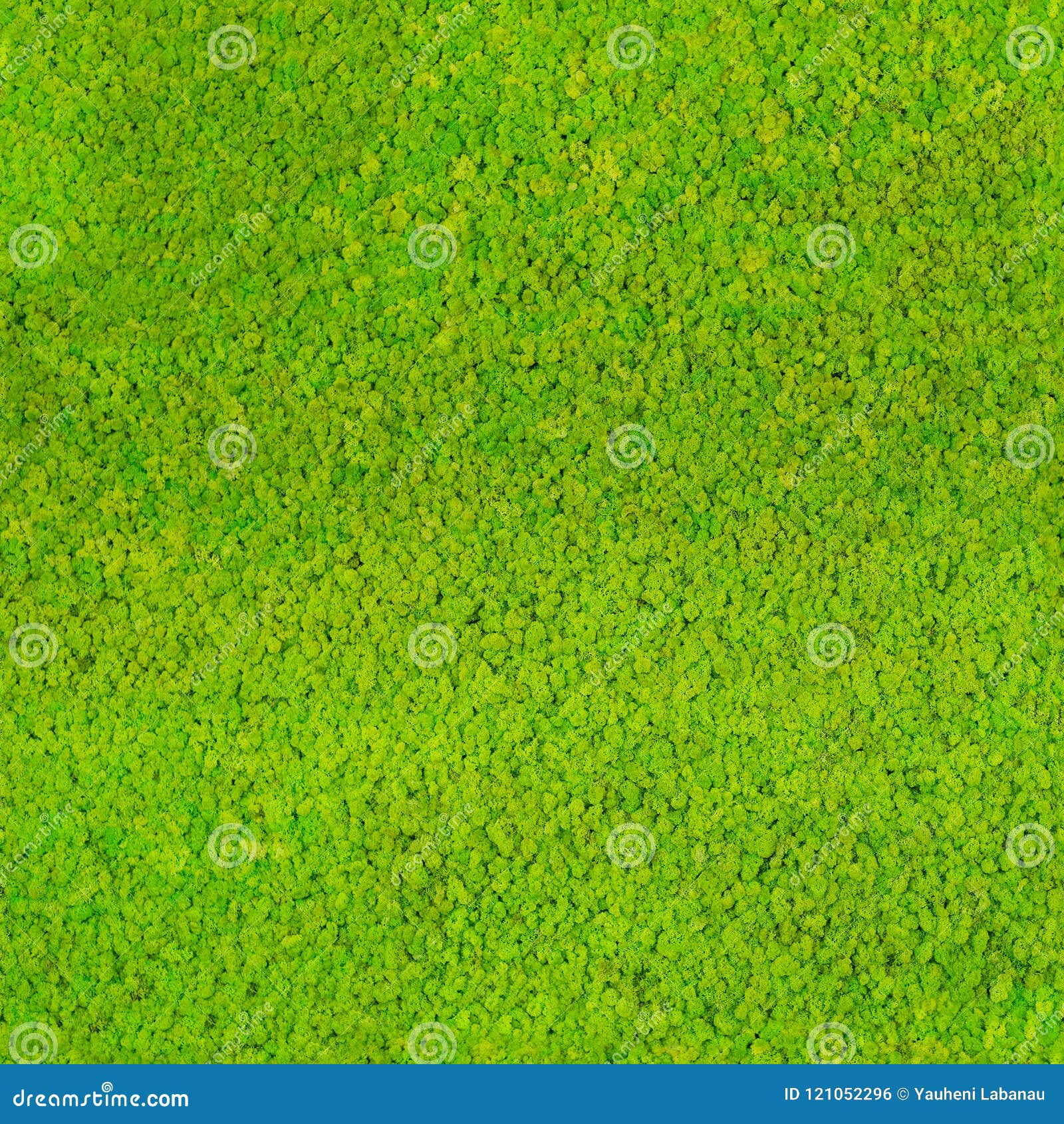 80,808 Moss Pattern Stock Photos - Free & Royalty-Free Stock Photos ...