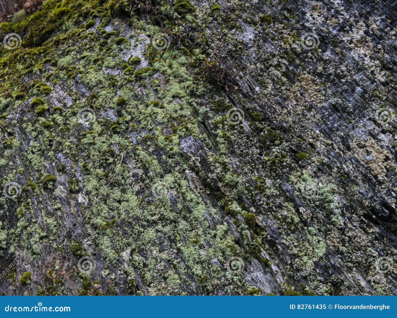 Seamless Rough Natural Stone with Green and White Moss Texture Stock ...