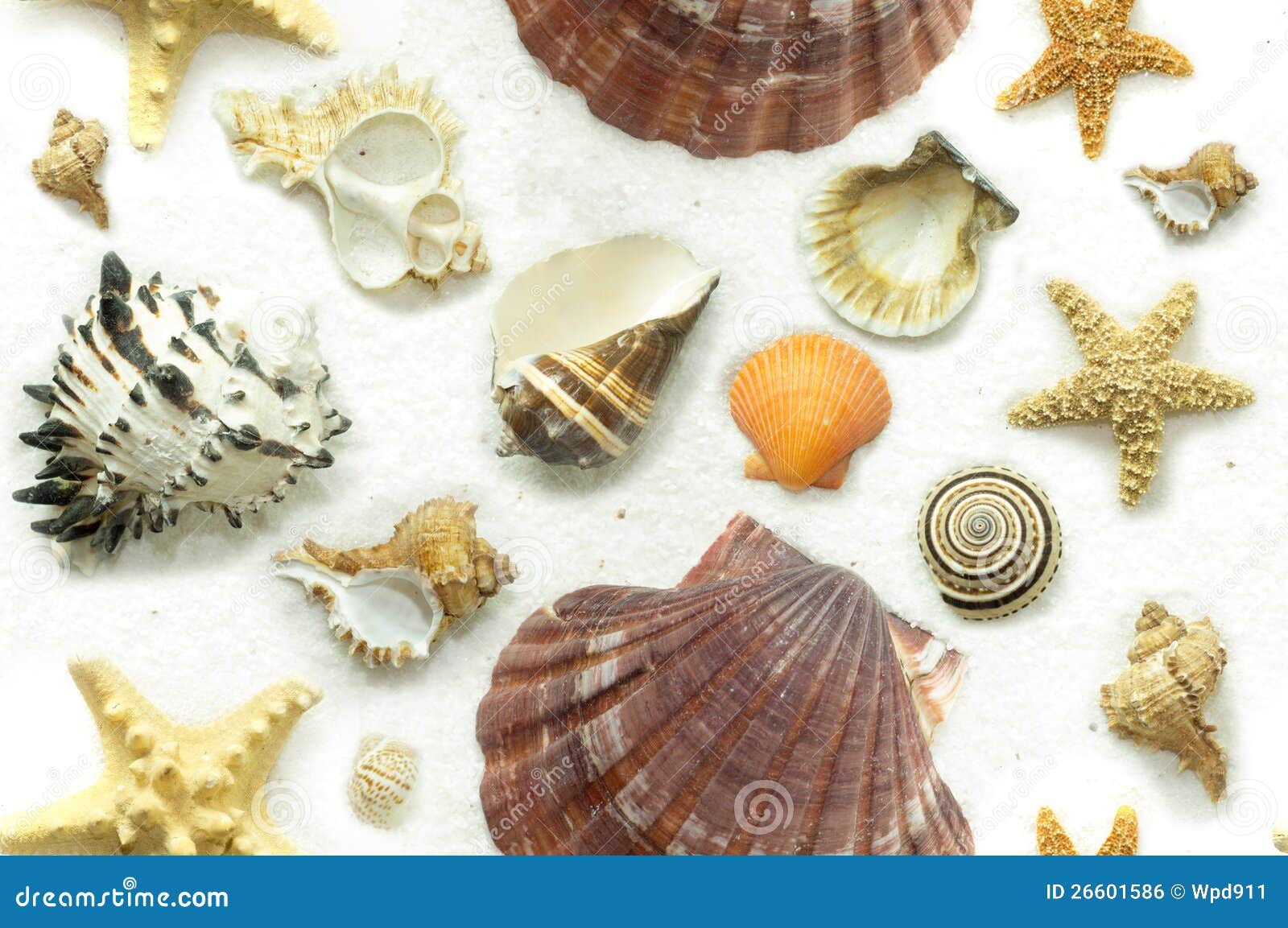 Seamless Seashell Background Royalty-Free Stock Image | CartoonDealer ...
