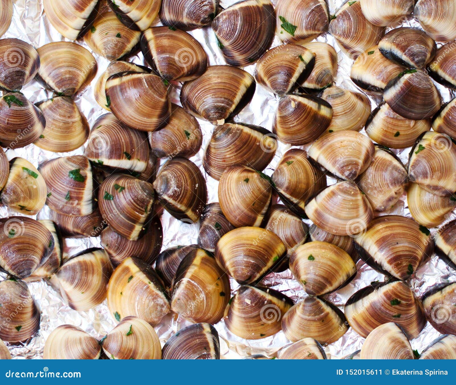 Seamless of shell stock image. Image of seashell, shell - 152015611