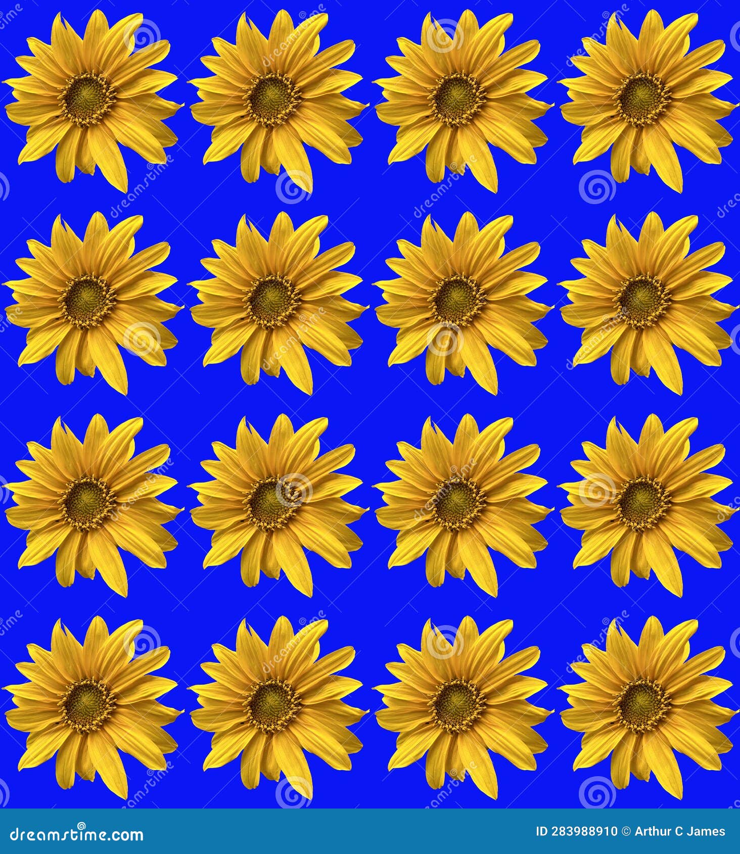 Seamless sunflower pattern stock photo. Image of sunflower - 283988910