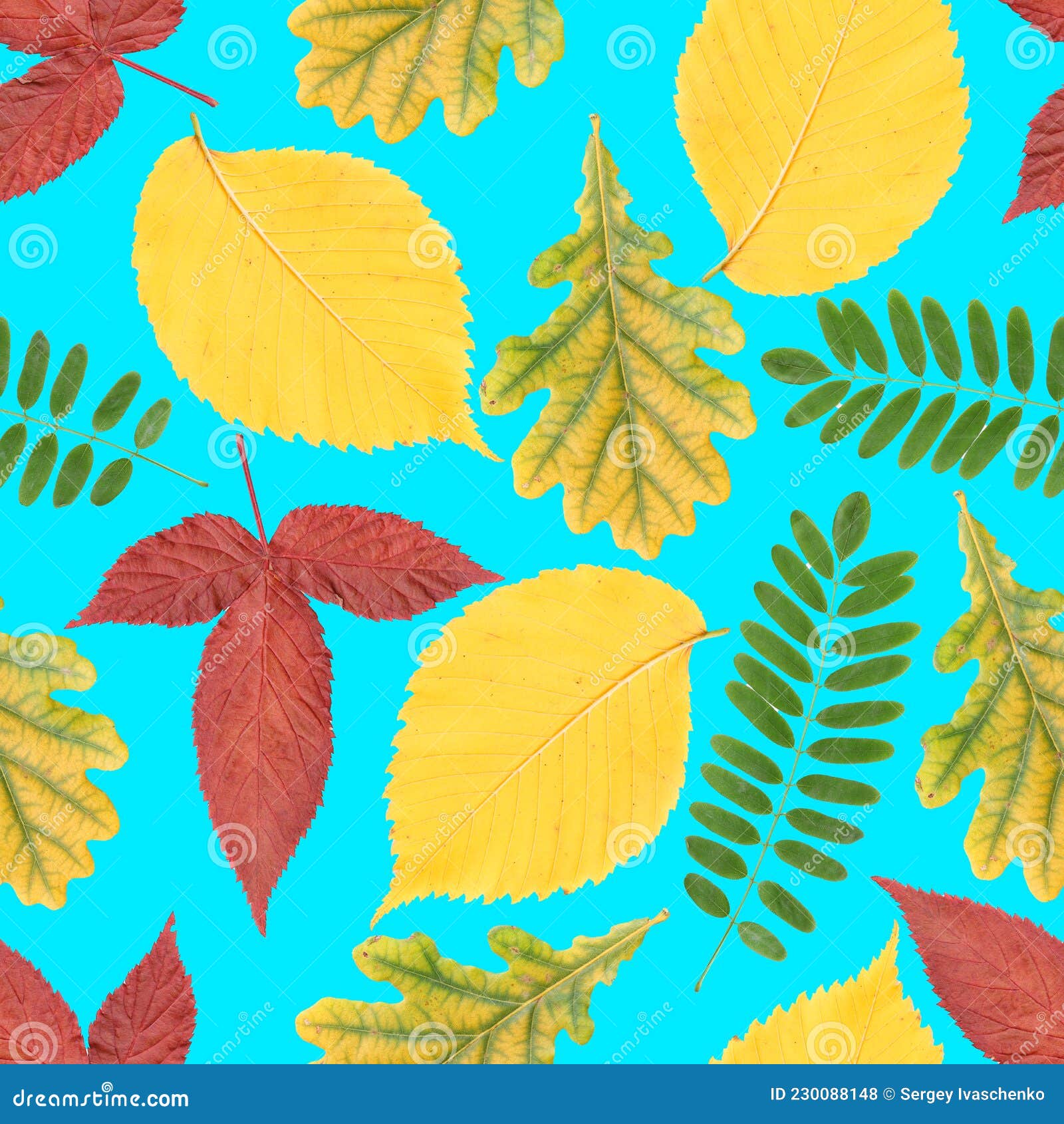 Seamless Texture of Autumn Leaves. Stock Photo - Image of object, fall ...