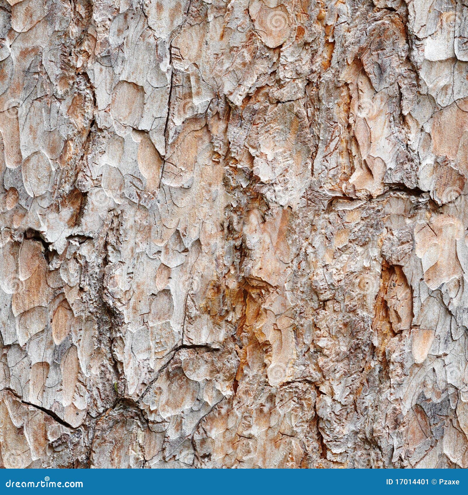 Seamless Texture - Bark of Pine Stock Image - Image of seamless ...