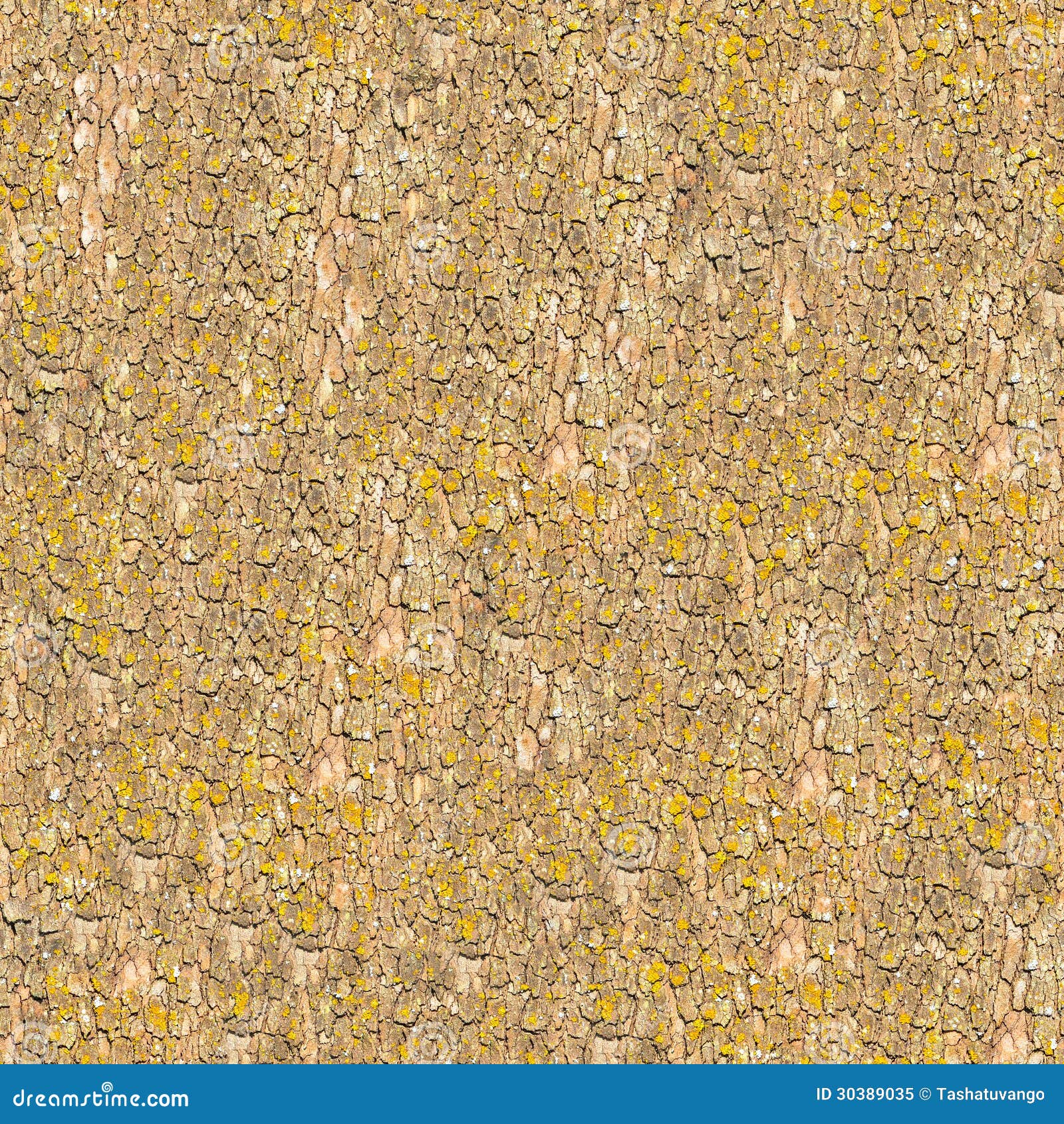 Seamless Texture of Bark. stock image. Image of pattern - 30389035