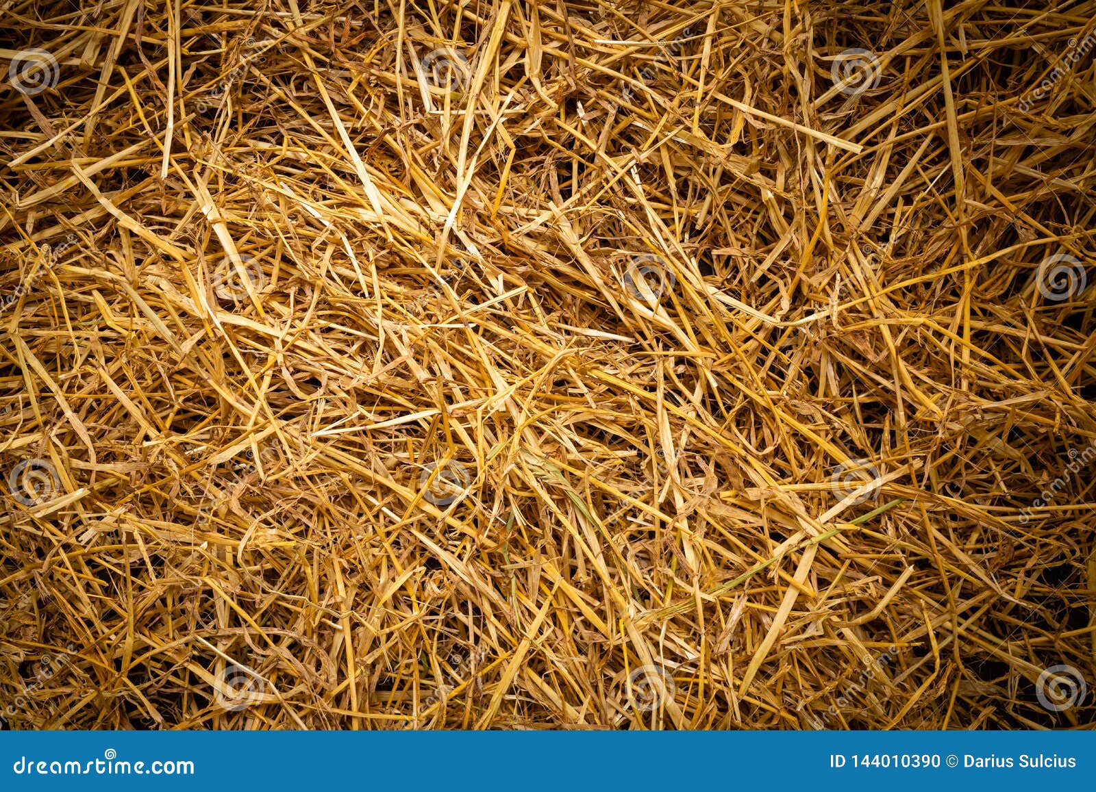 Seamless Texture of Dry Golden Hay Stock Photo - Image of natural, farm ...