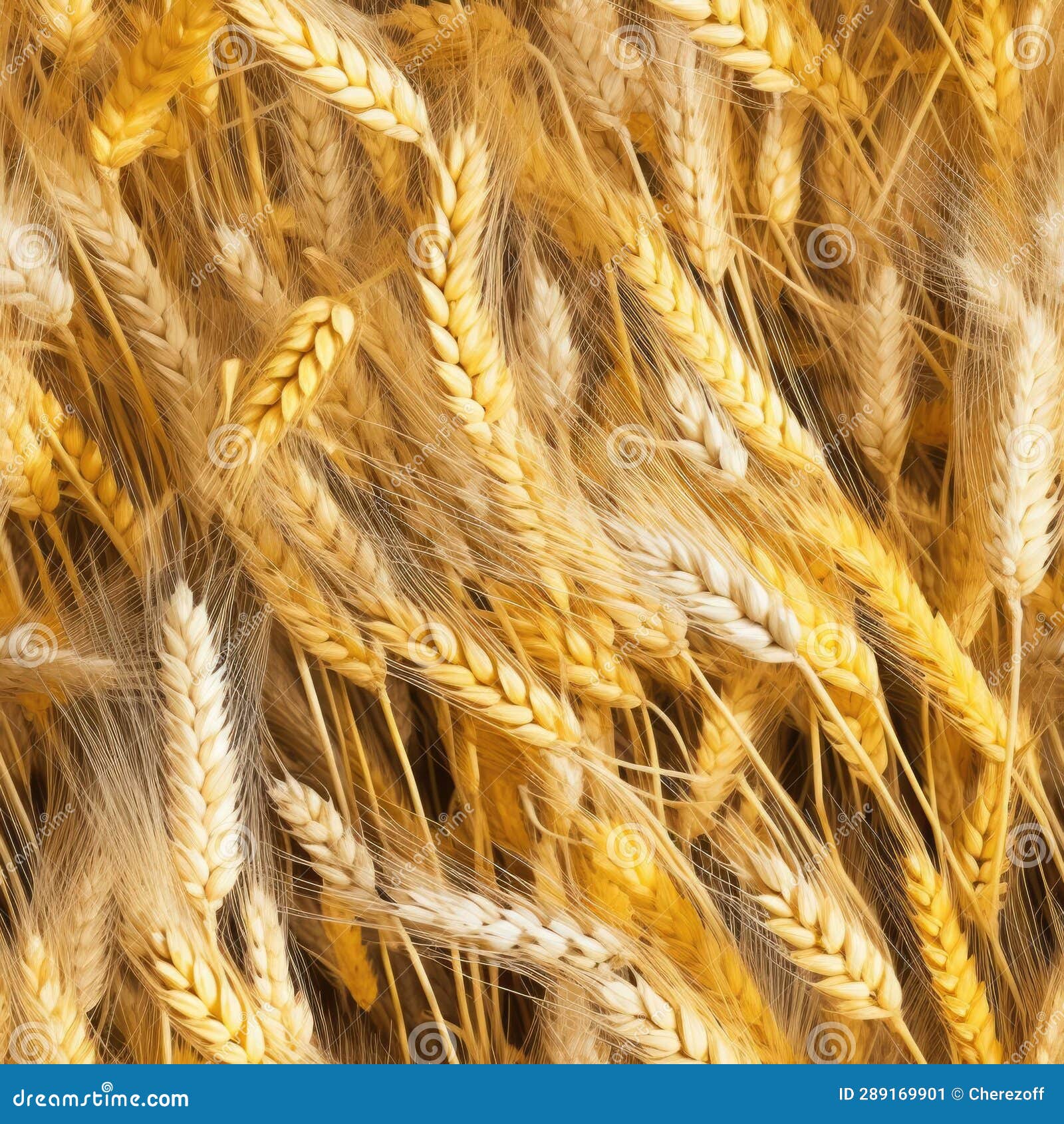 Seamless Texture of Ears of Wheat Stock Image - Image of leaf, element ...