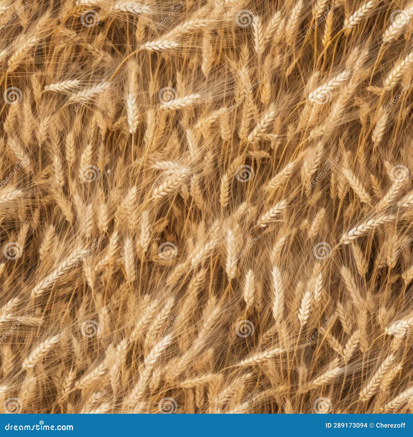 Seamless Texture of Ears of Wheat Stock Photo - Image of background ...