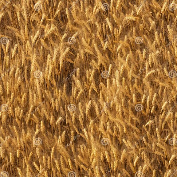 Seamless Texture of Ears of Wheat Stock Photo - Image of design ...
