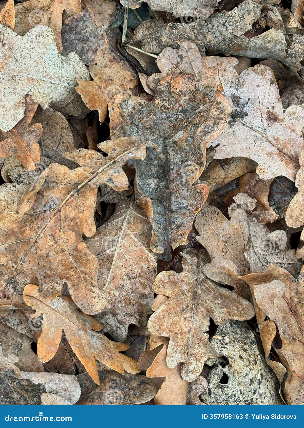 Seamless Texture of Fallen Withered Oak Leaves. Pattern of Autumn ...