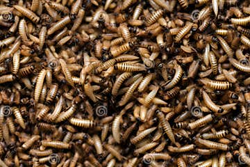 Seamless Texture and Full-frame Background of Disgusting Maggots ...