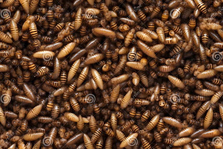 Seamless Texture and Full-frame Background of Disgusting Maggots ... Seamless Texture and Full-frame Background of Disgusting Maggots ...