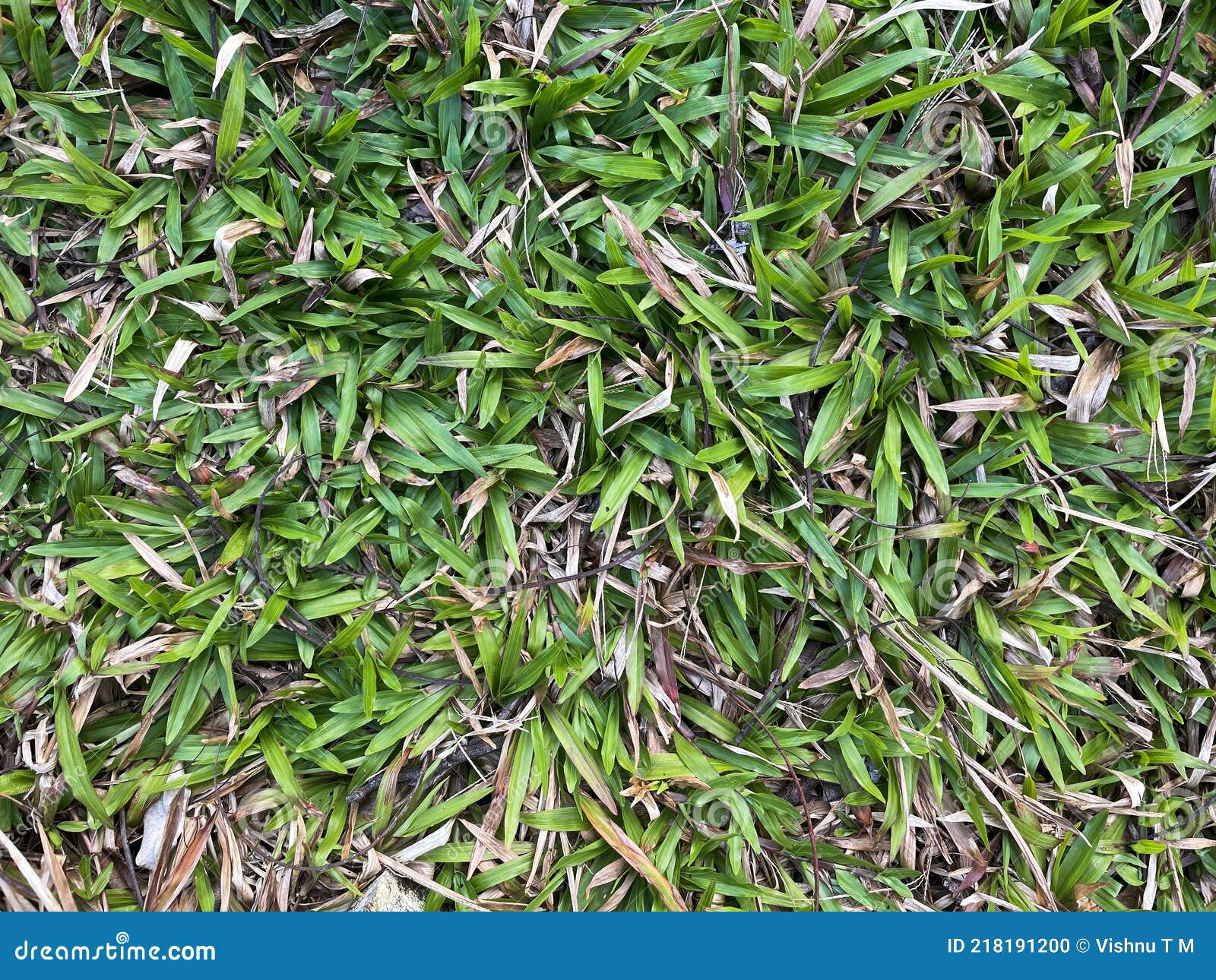 Seamless Texture of Grass Ground Stock Photo - Image of fresh, plant ...