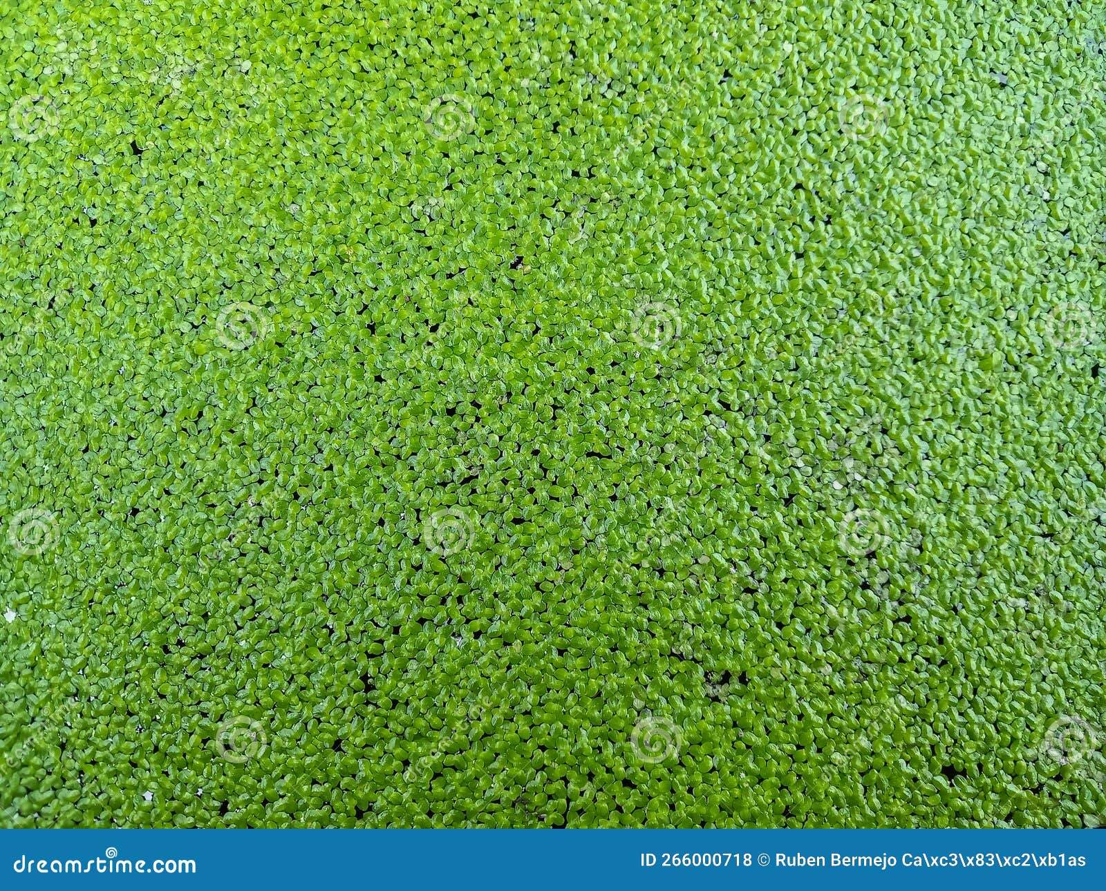 Seamless Texture of Green Duckweed in a Calm Pond Stock Photo - Image ...