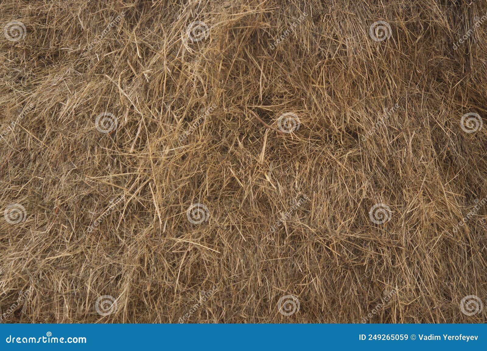 Seamless Texture Hay, Straw Stock Image - Image of abstract, grass ...