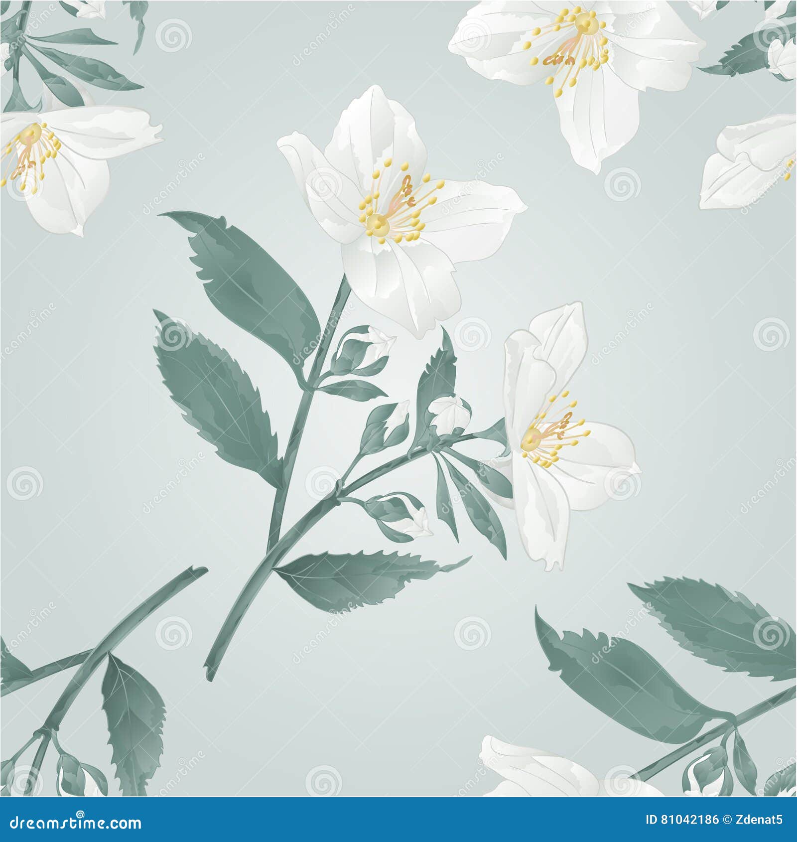 Seamless Texture Jasmine Flowers Vector Stock Vector - Illustration of ...