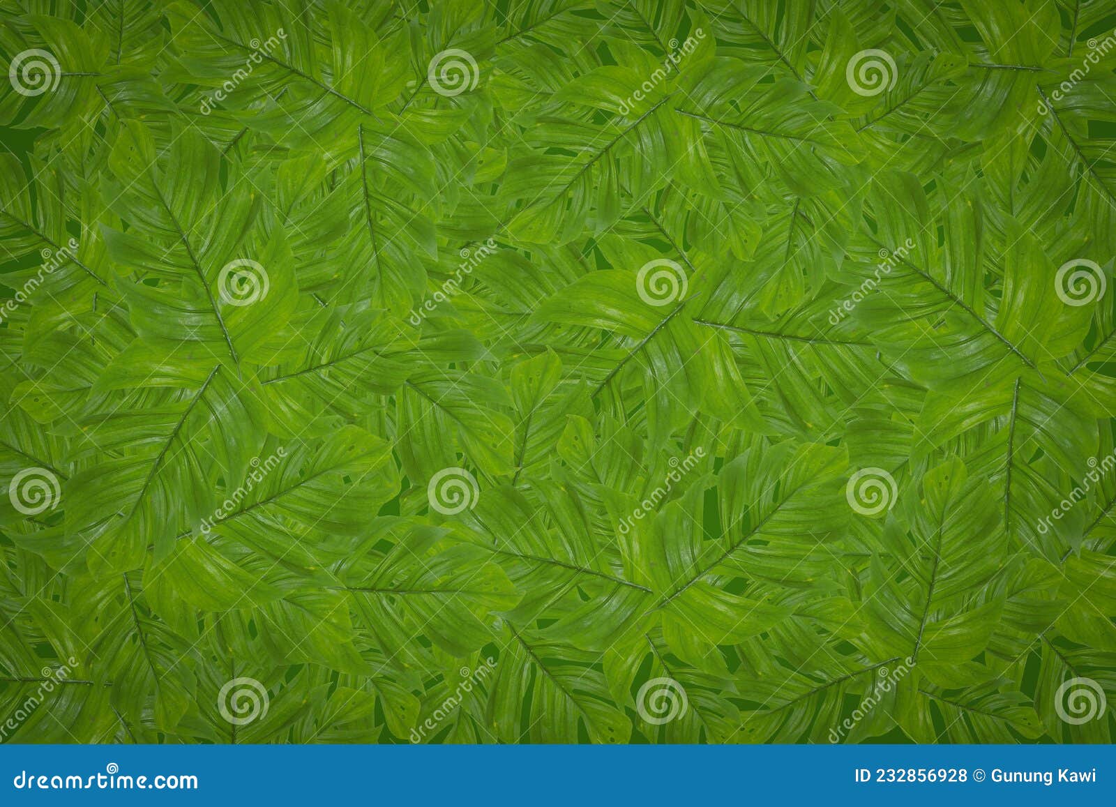 Seamless Texture with Leaves Stock Photo - Image of leaf, isolated ...