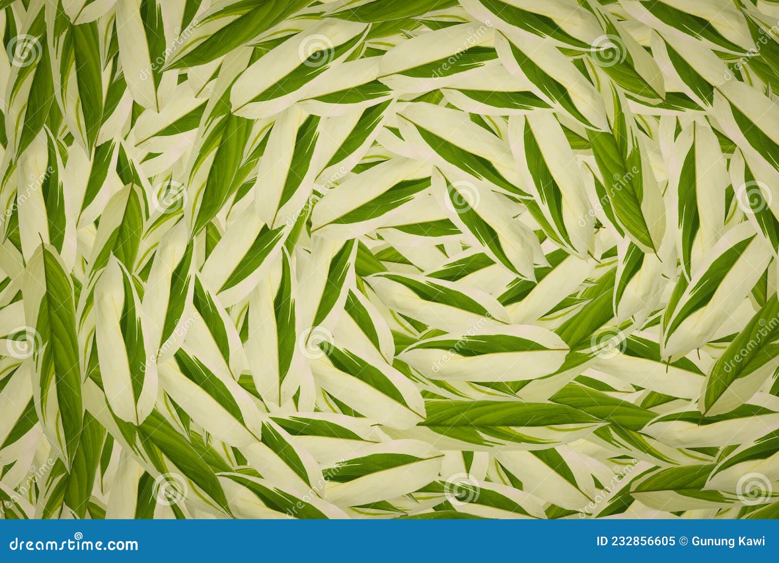 Seamless Texture with Leaves Stock Image - Image of marijuana, nature ...