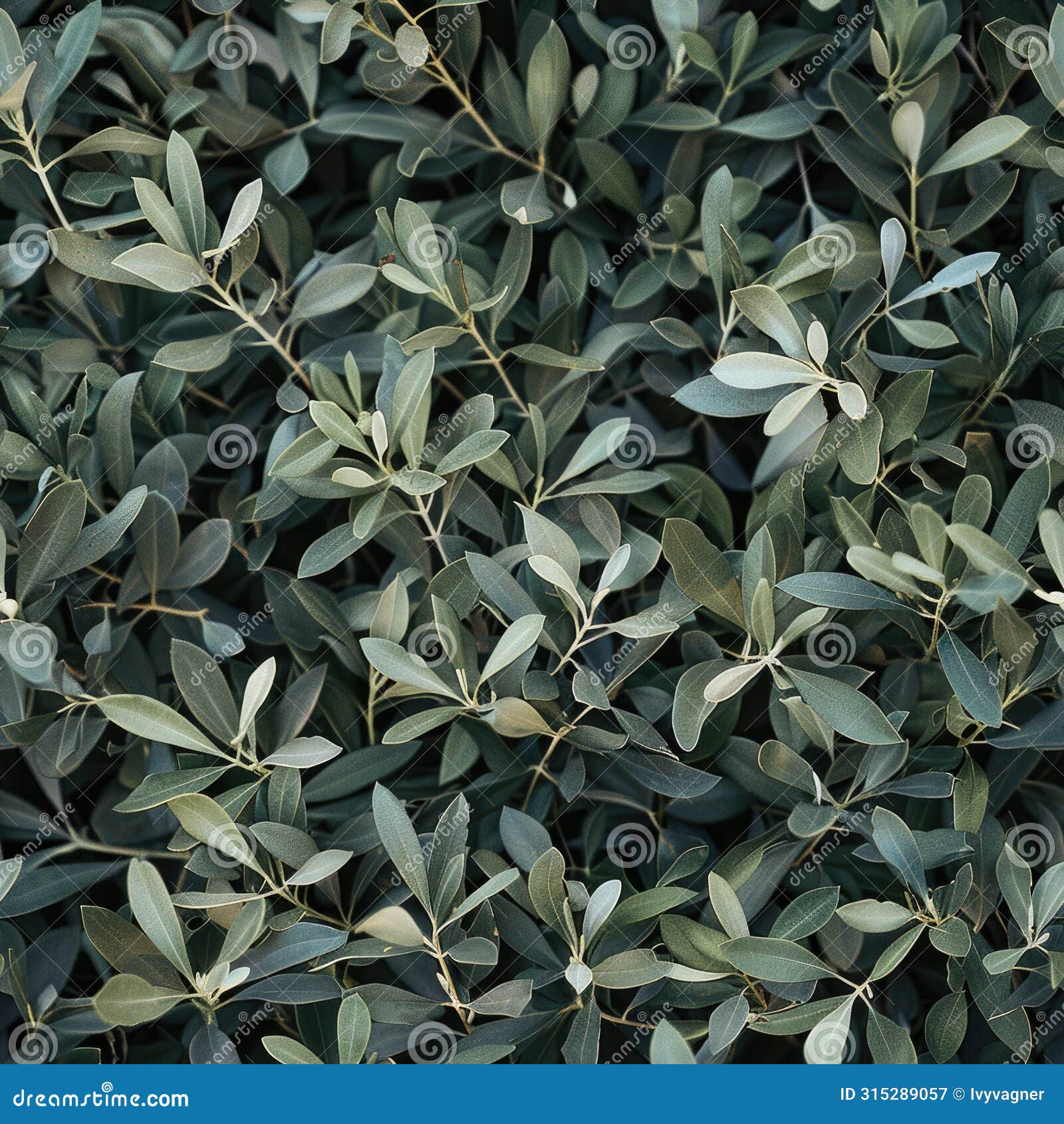 Seamless Texture of Olive Tree Branches and Leaves Stock Image - Image ...