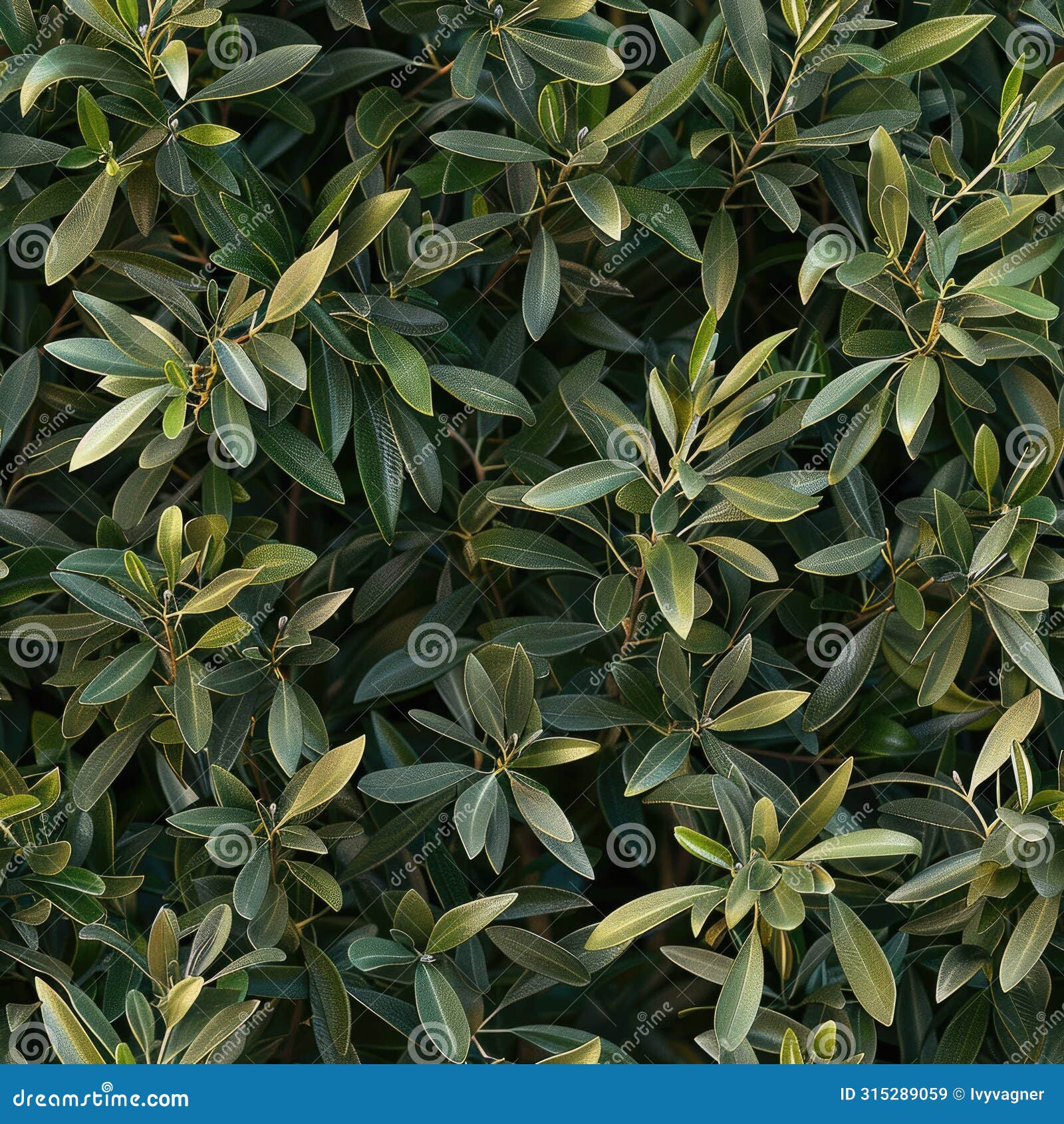 Seamless Texture of Olive Tree Branches and Leaves Stock Image - Image ...