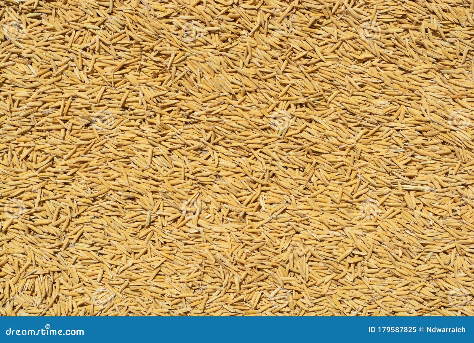 Seamless Texture or Pattern of Paddy Seeds Stock Image - Image of seed ...