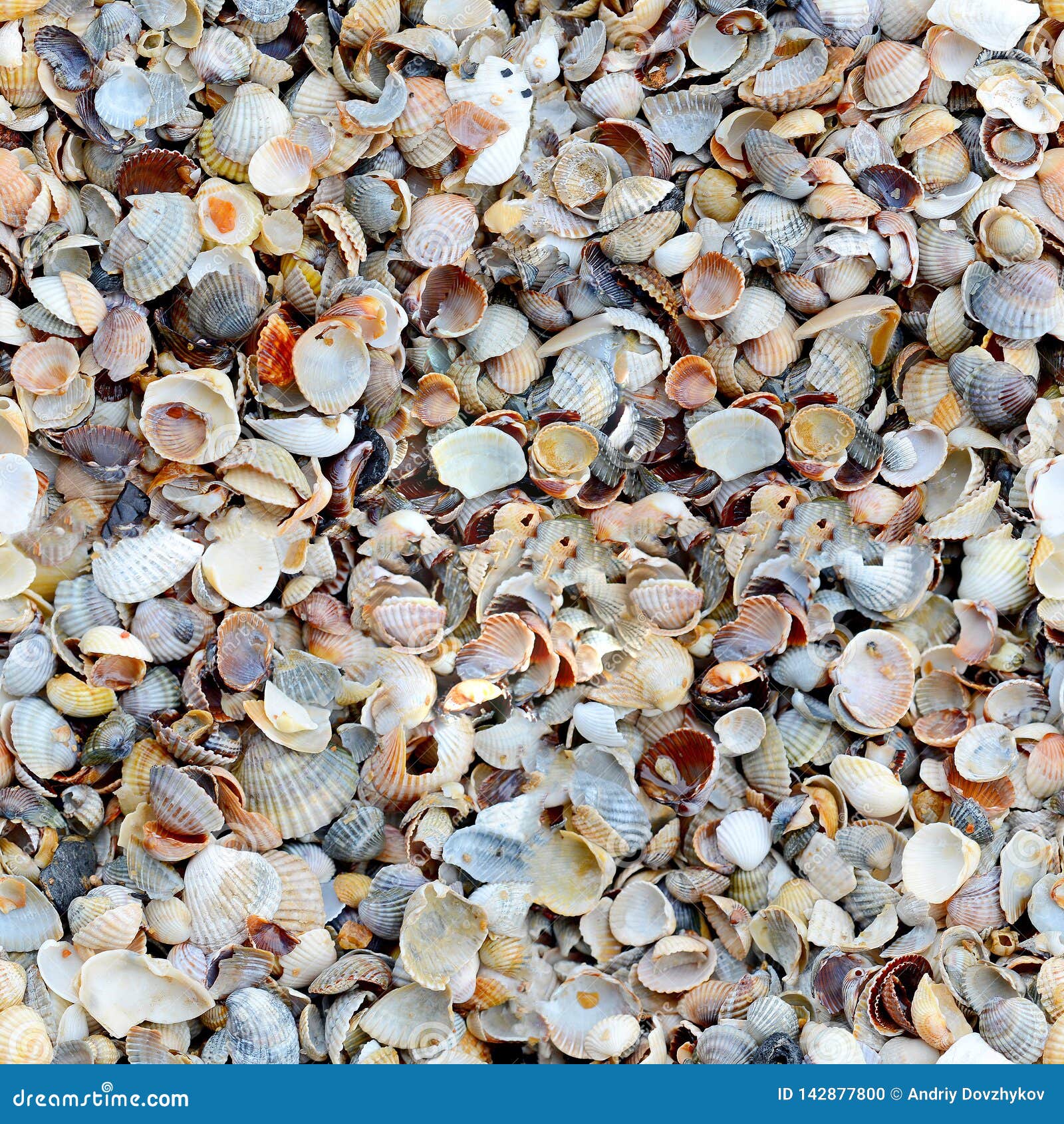 Seamless Texture of Seashells on the Ocean Stock Photo - Image of ...