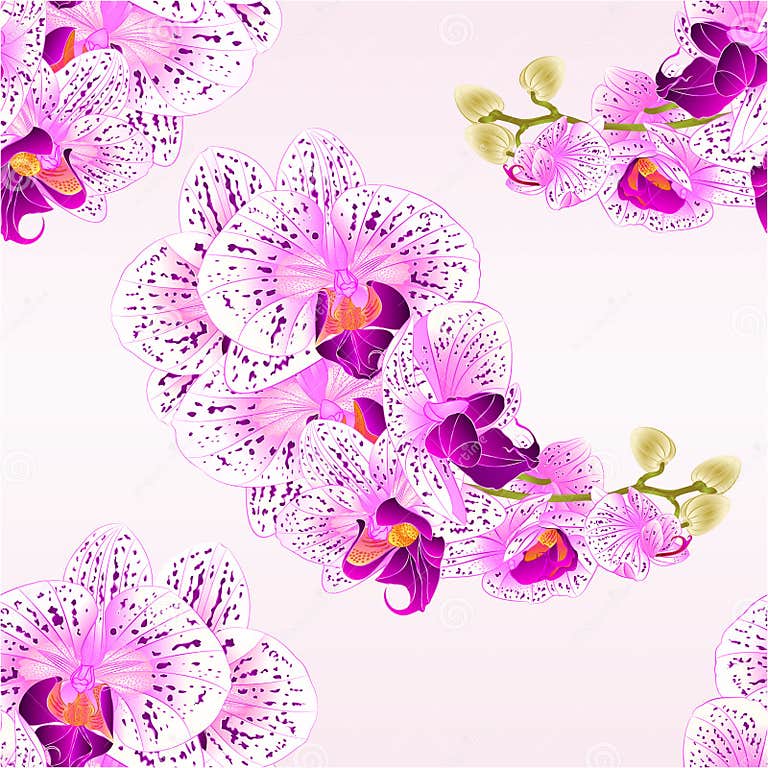 Seamless Texture Stem Orchids Purple And White Flowers Phalaenopsis