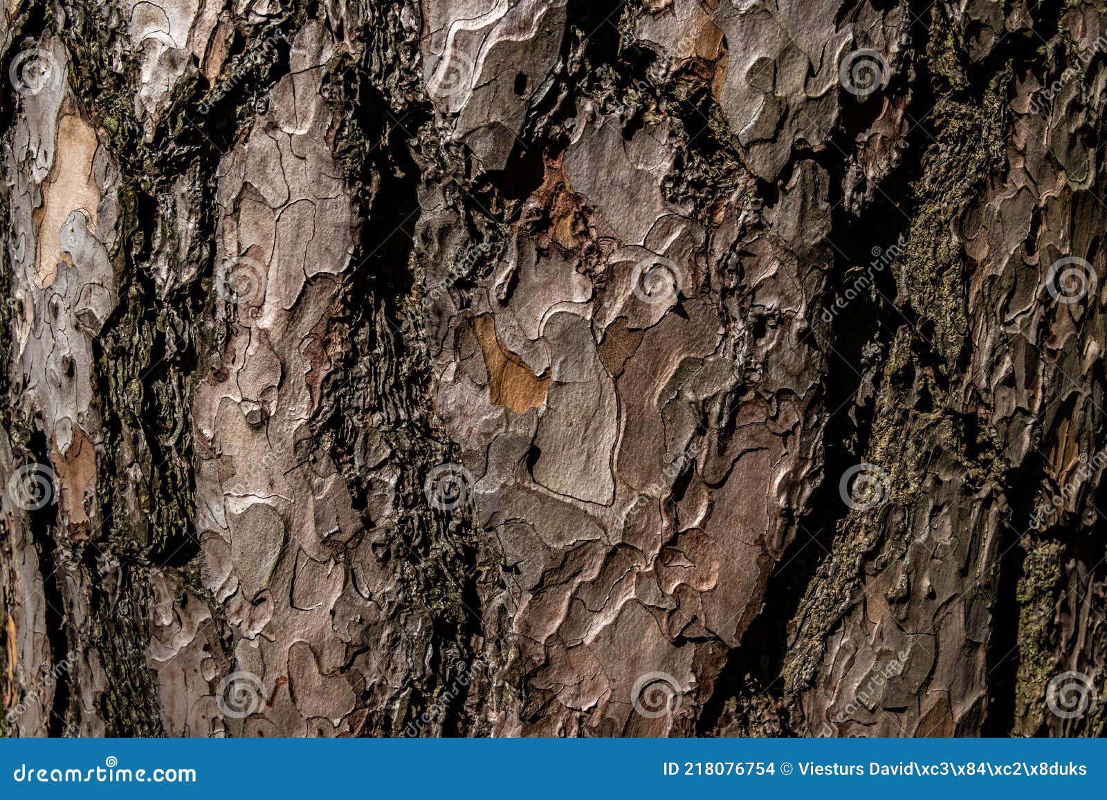 A Seamless Texture of Tree Bark - Cool for Wallpaper or Background ...