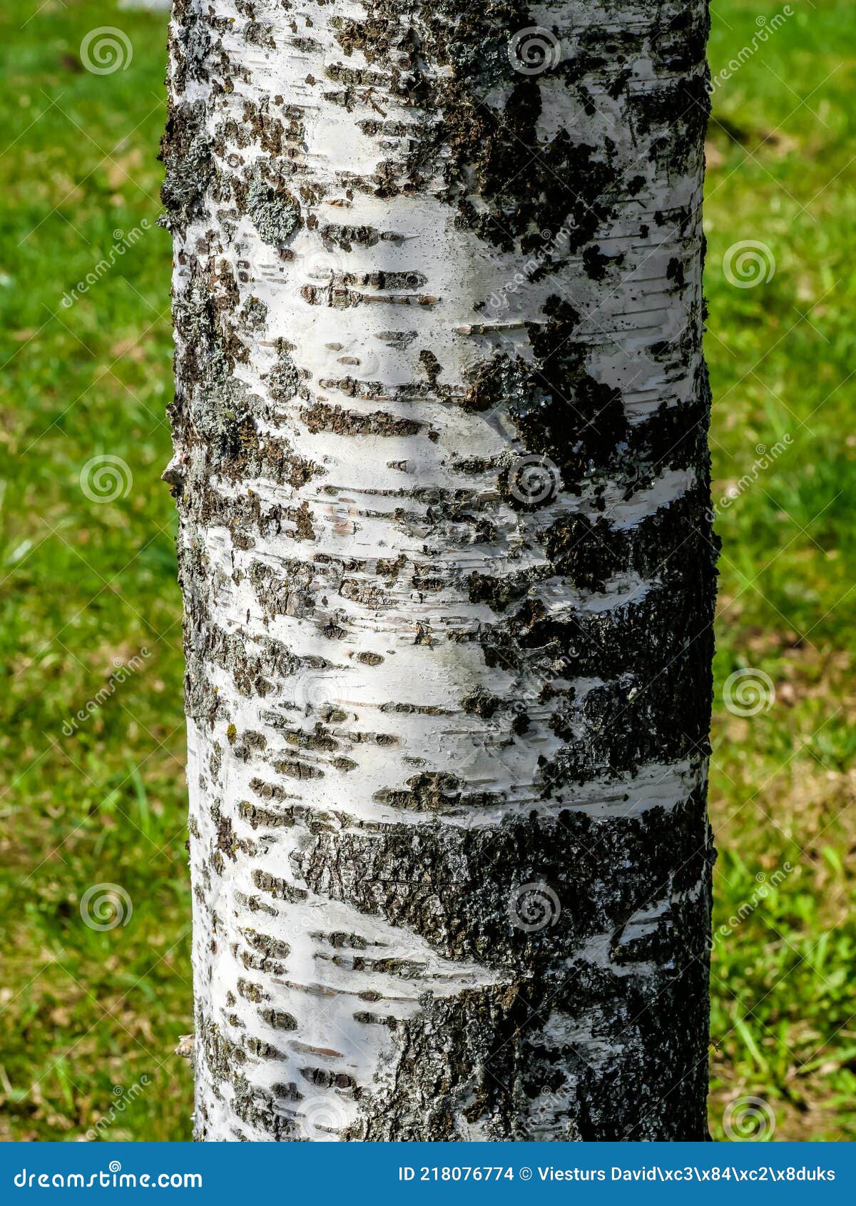 A Seamless Texture of Tree Bark - Cool for Wallpaper or Background ...