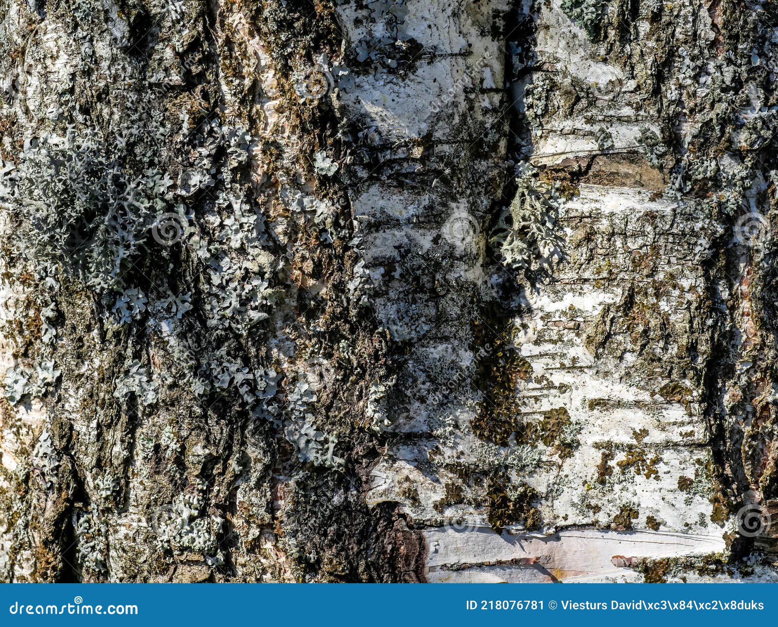A Seamless Texture of Tree Bark - Cool for Wallpaper or Background ...