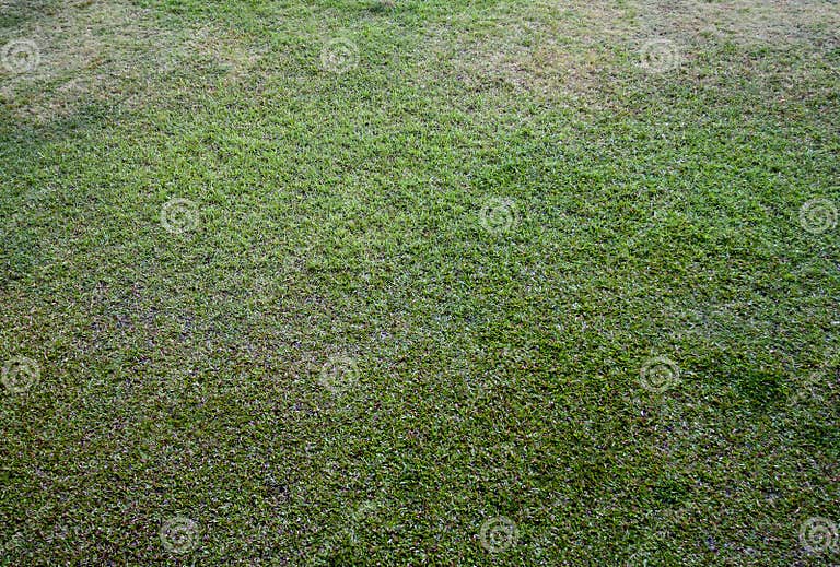 Seamless Tileable of Green Grass Stock Photo - Image of freshness, land ...