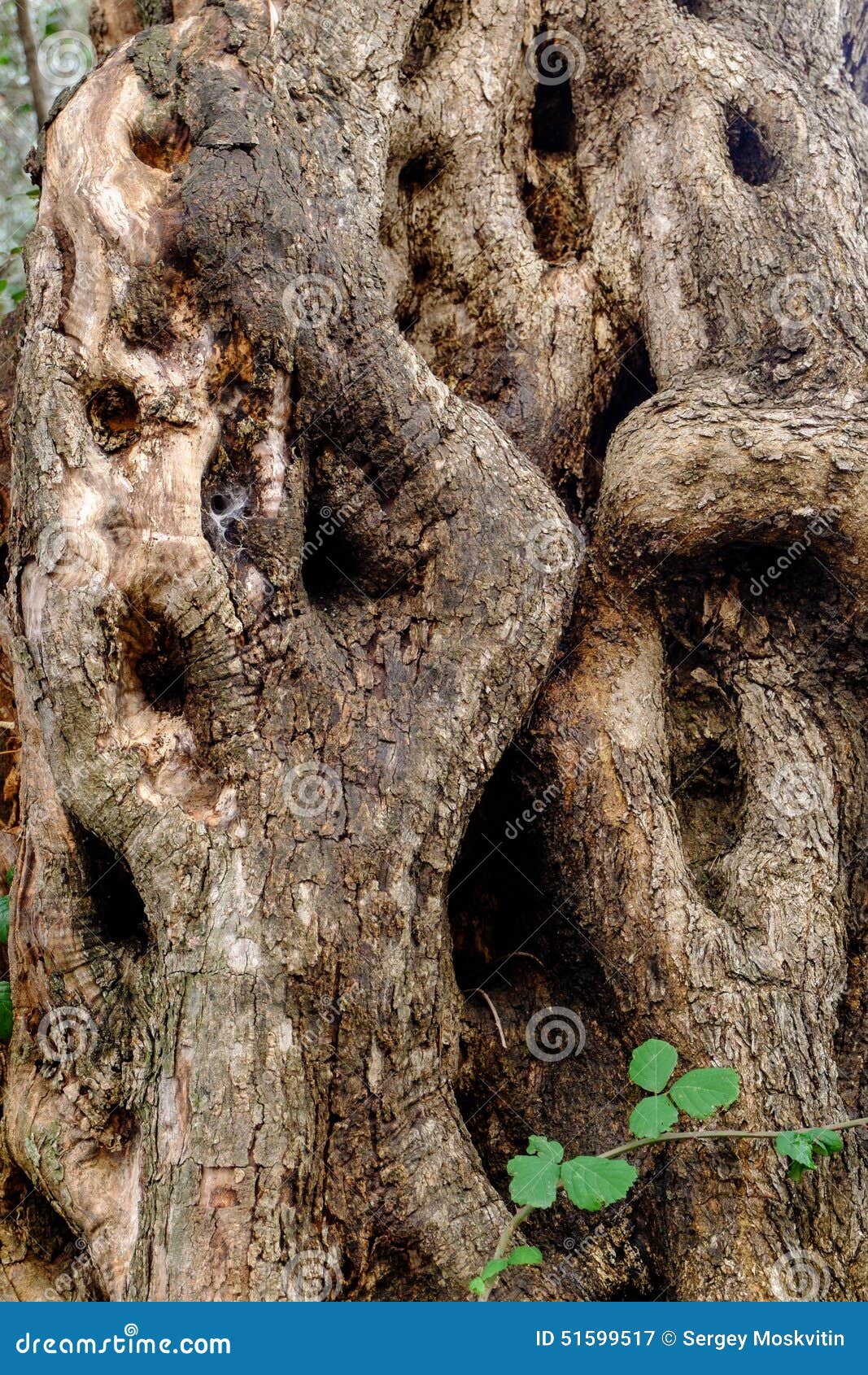 Seamless Tileable Texture stock image. Image of tree - 51599517