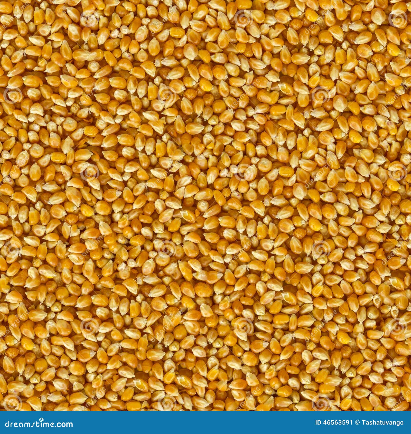 Corn Seamless Texture Tile Stock Photo | CartoonDealer.com #128719866